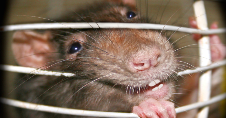 Beware of Mutant Superats - Immune to most poisons! | London Rodent Control